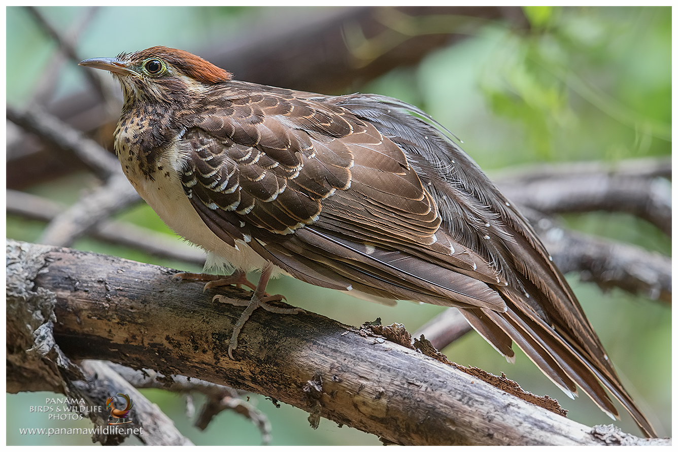 Featured species: Pheasant Cuckoo (Dromococcyx phasianellus)