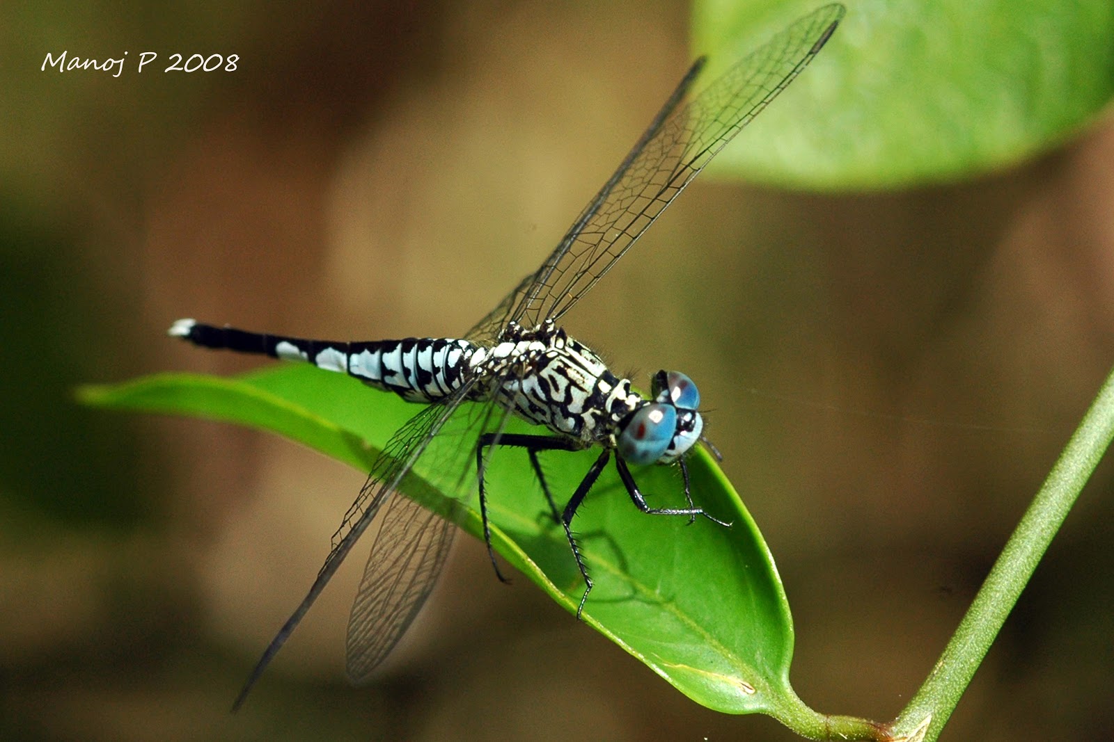 Dragonflies of India