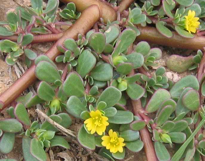 PLANTAS MEDICINALES: Verdolaga