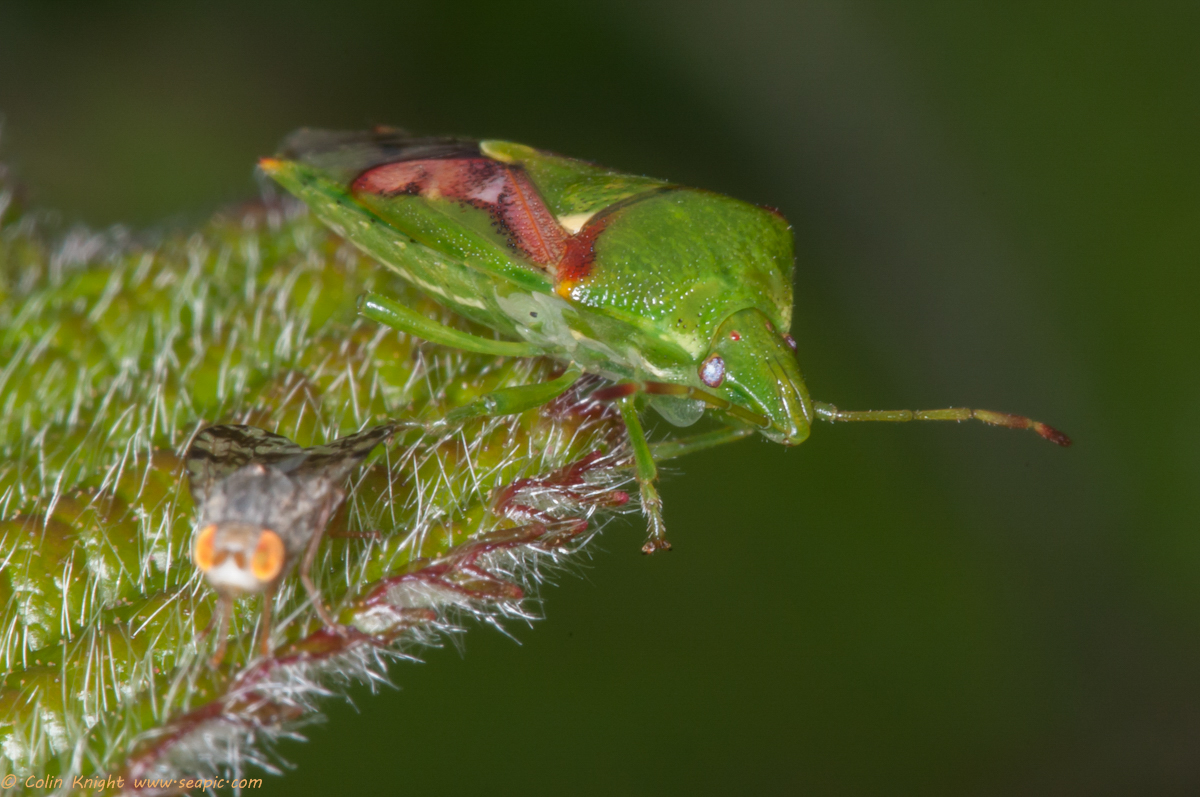 Postcards from Sussex: Juniper Shieldbug and roosting Dingies