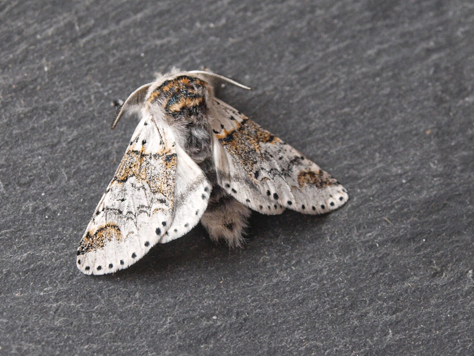 Ragged Robin's Nature Notes: Garden Butterflies and Moths