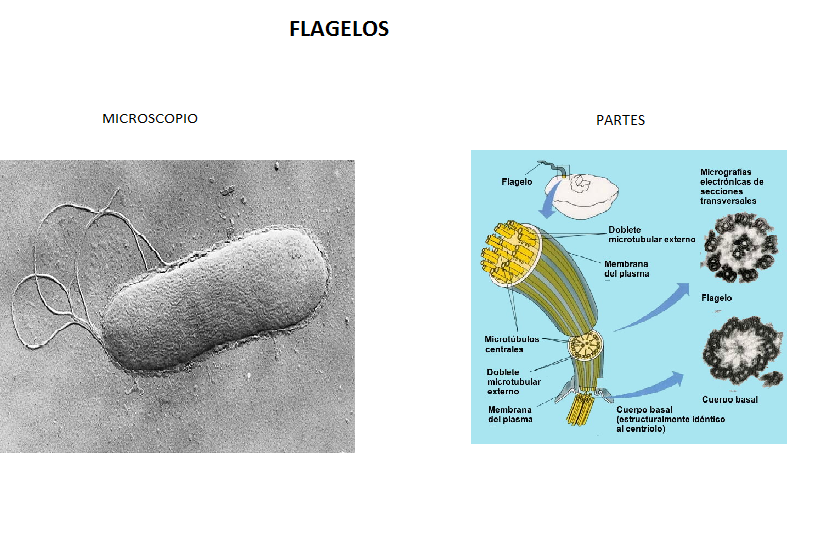 ORGANELAS: flagelos- estructura y función