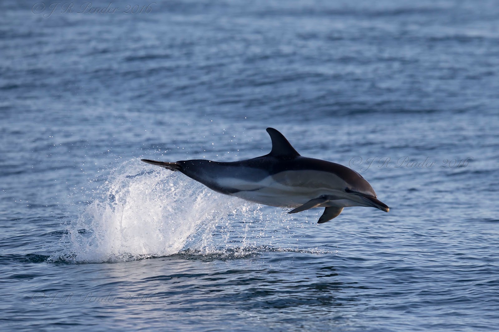 Joe Pender Wildlife Photography: Common Dolphins
