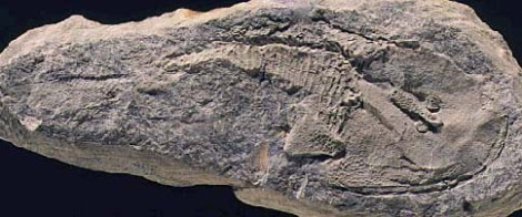 Devonian life and evolution: Bony Ostracoderm