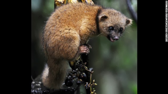 O Diabo Na Rua...: Conheça o Olinguito