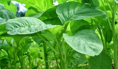 Jualan Benih Tanaman Semua Menjadi: Bayam Hijau Daun Bulat