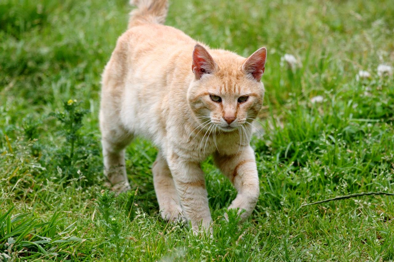 Orange Half-Tail Cat on the Move!