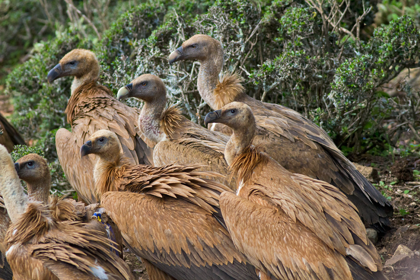 Vultures in Spain | Focusing on Wildlife
