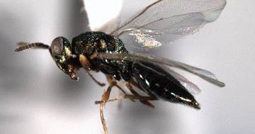 Prairie Pest Monitoring Network Blog: Insect of the Week (July 26, 2016 ...