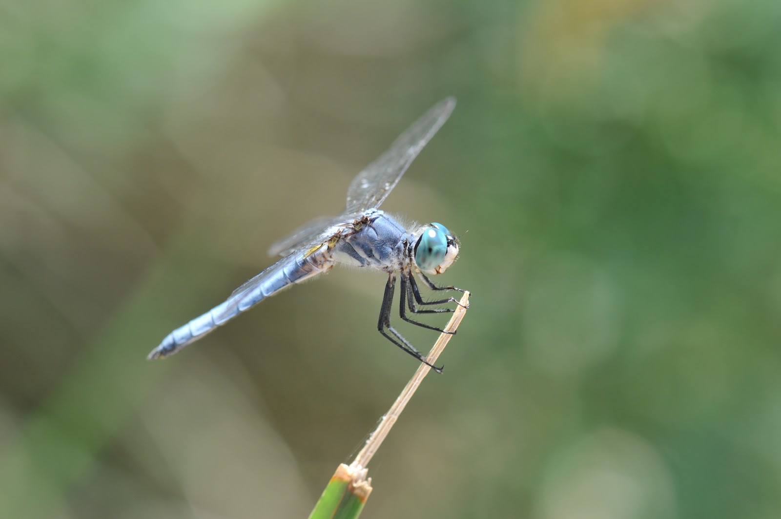 The Dragonfly Whisperer: Species Spotlight: Blue Dasher