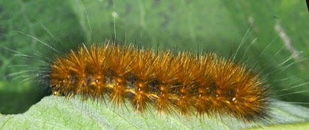 SANIDAD VEGETAL: Estigmene Acrea