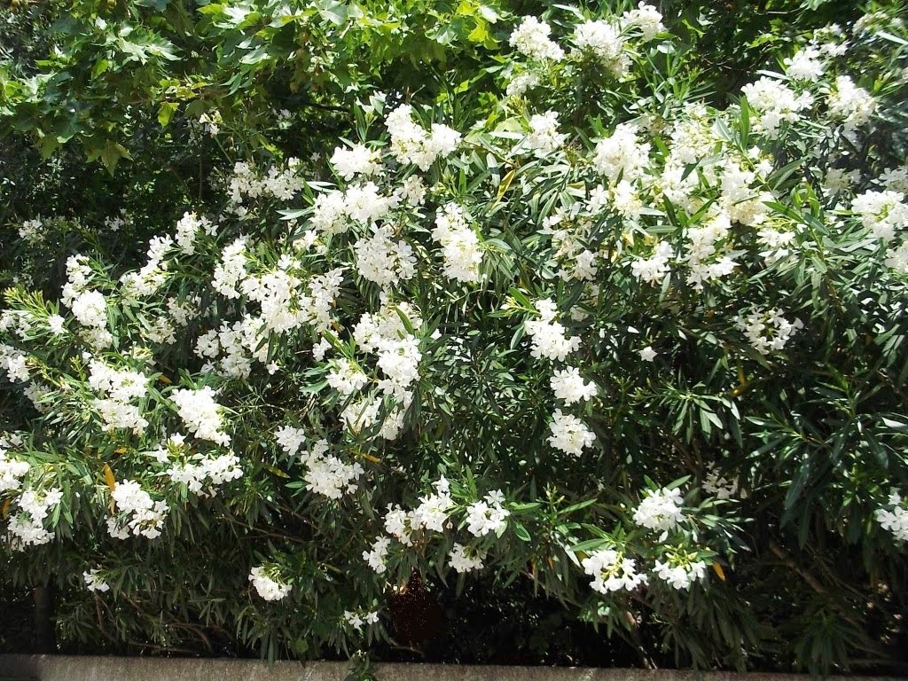 French Lessons: En Angleterre