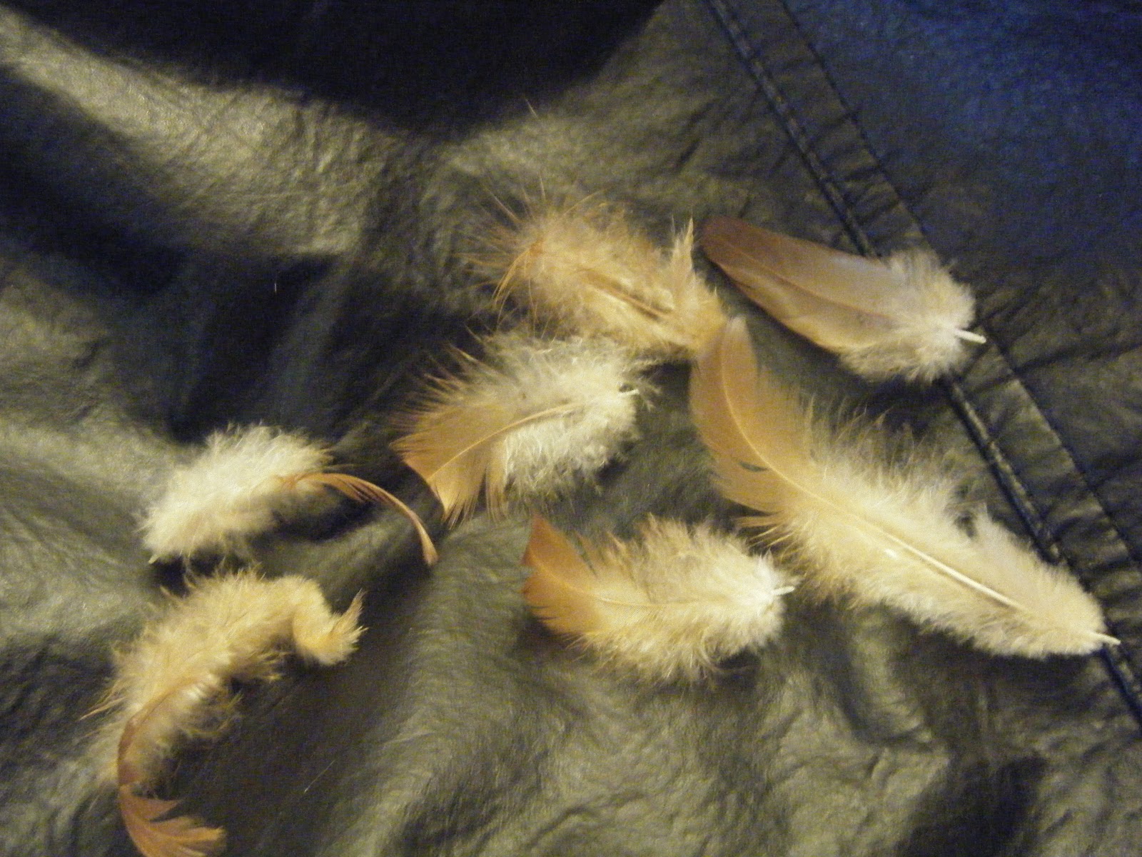 Windy Acres Diary: Chicken Feathers