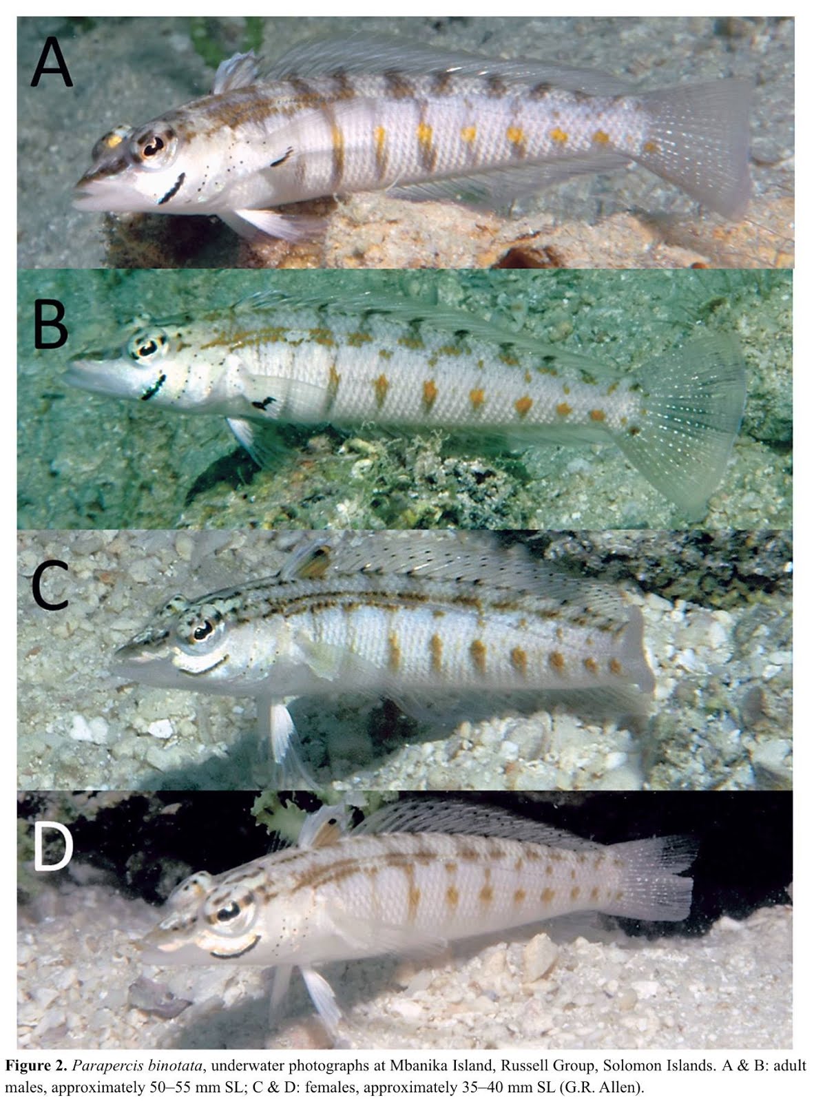Species New to Science: [Ichthyology • 2017] Parapercis binotata • A ...