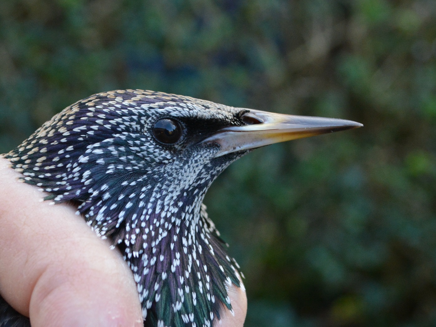 Two in a bush: Garden Ringing: 20th January 2018