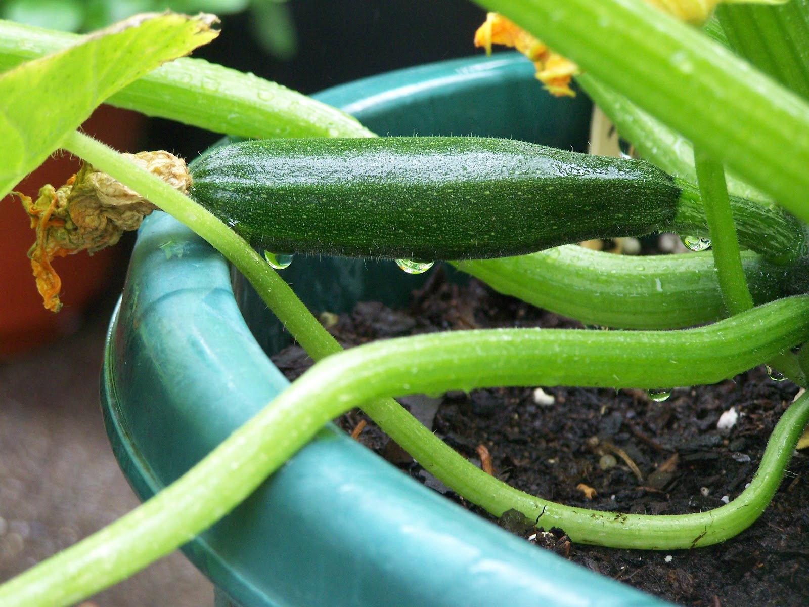 Captive Roots: Zucchini in Containers: Some Thoughts for a Rainy Day
