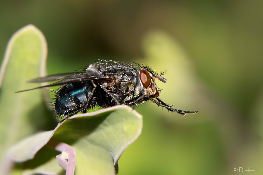 fotosricardo-h: MOSCAS II - Flies II