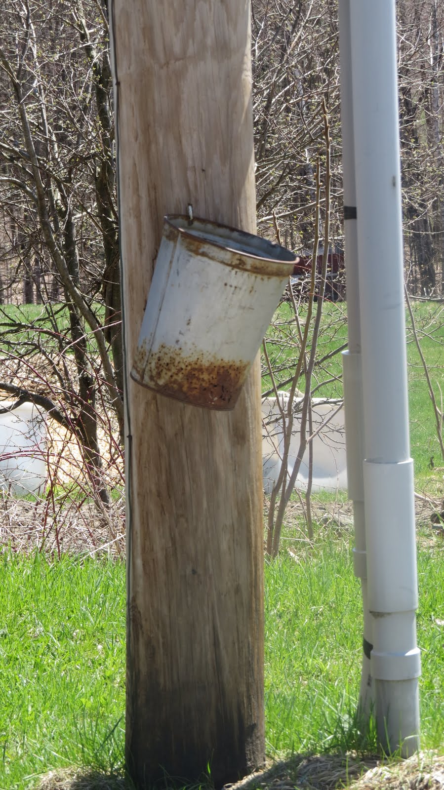 Jericho, Vermont Photos: Jericho Seeks Patent - JOLT Maple Syrup ...