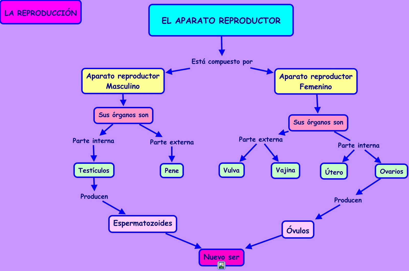 "Recursos Exprés": REPASANDO EL APARATO REPRODUCTOR.