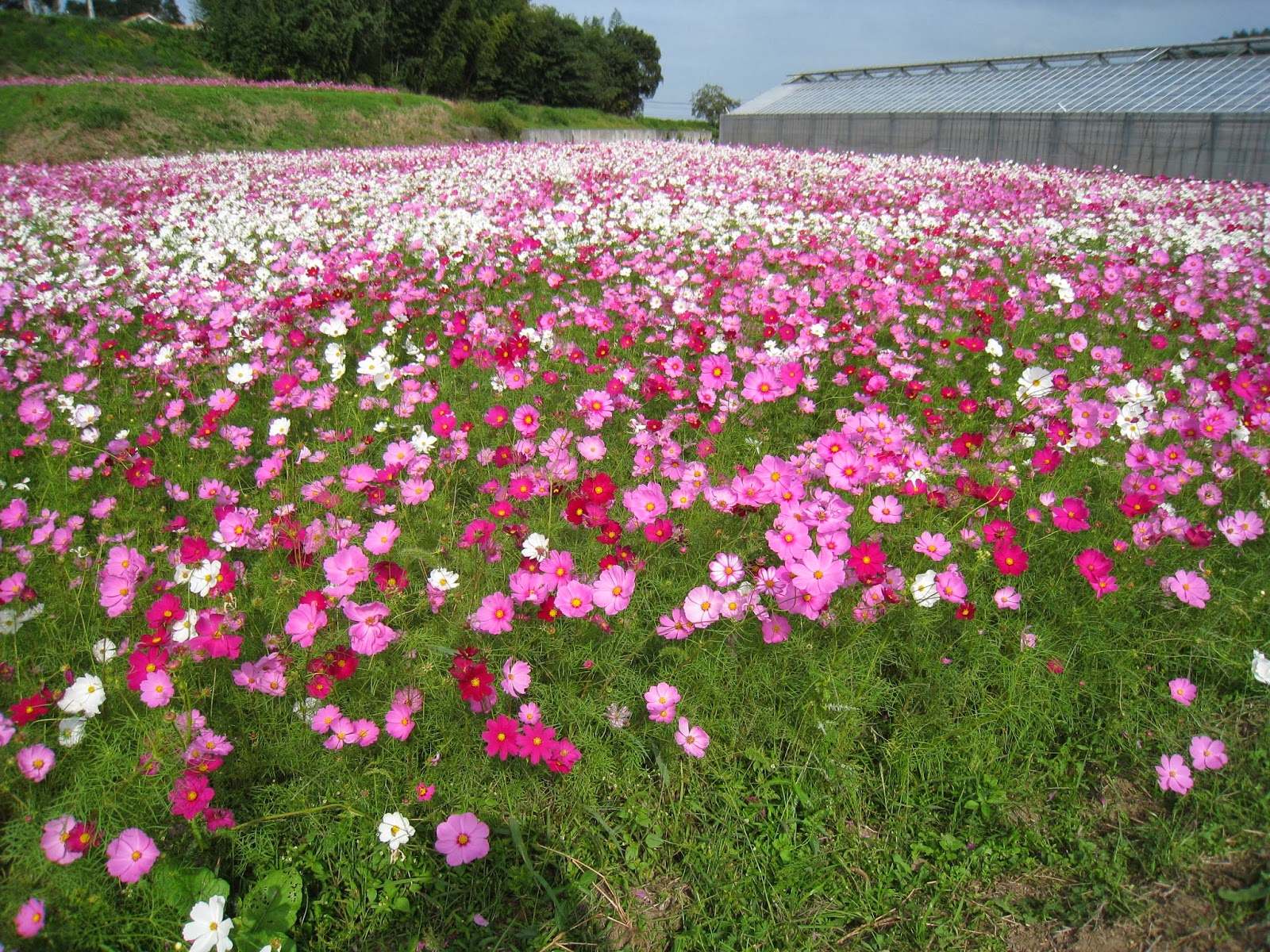 Life in Rural Japan: Cosmos festival