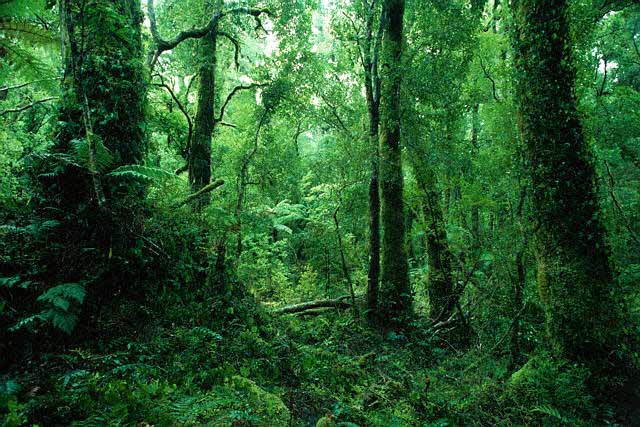 Beautiful Rainforest Backgrounds ~ Wallpaper & Pictures