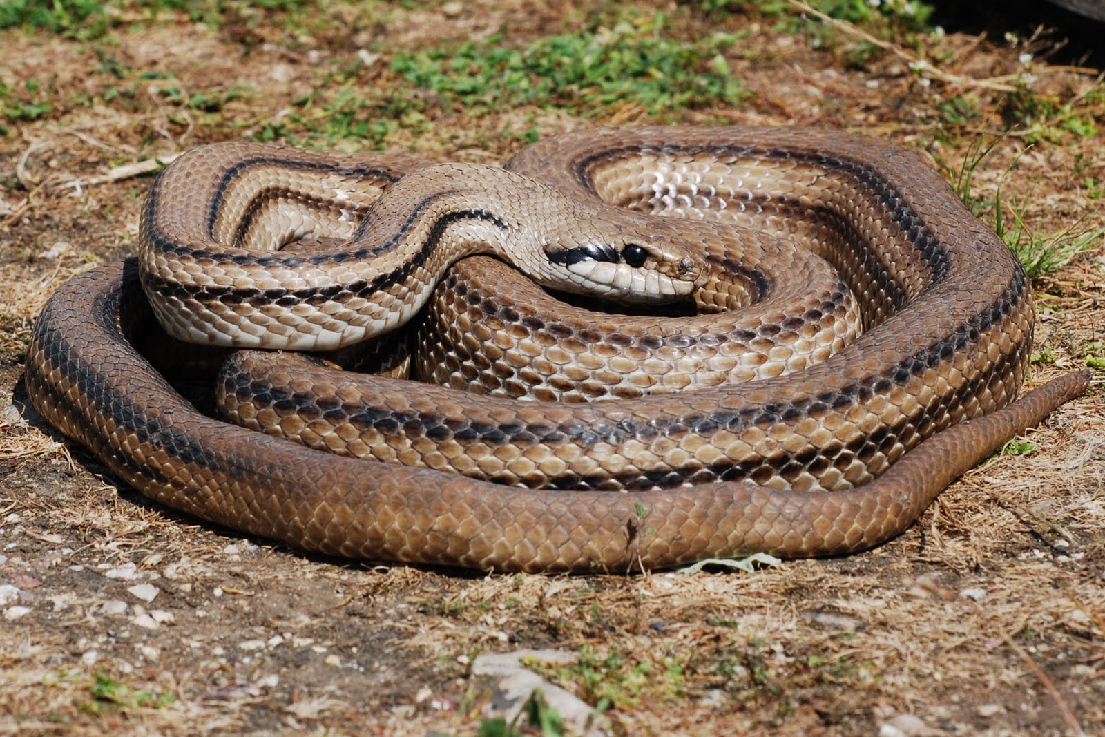 Yorkshire Field Herping and Wildlife Photography: Back To Snake Island ...