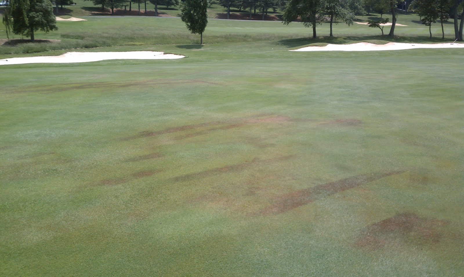 Kenmure Golf Maintenance: Dry Spots + Cart Traffic = Turf Loss