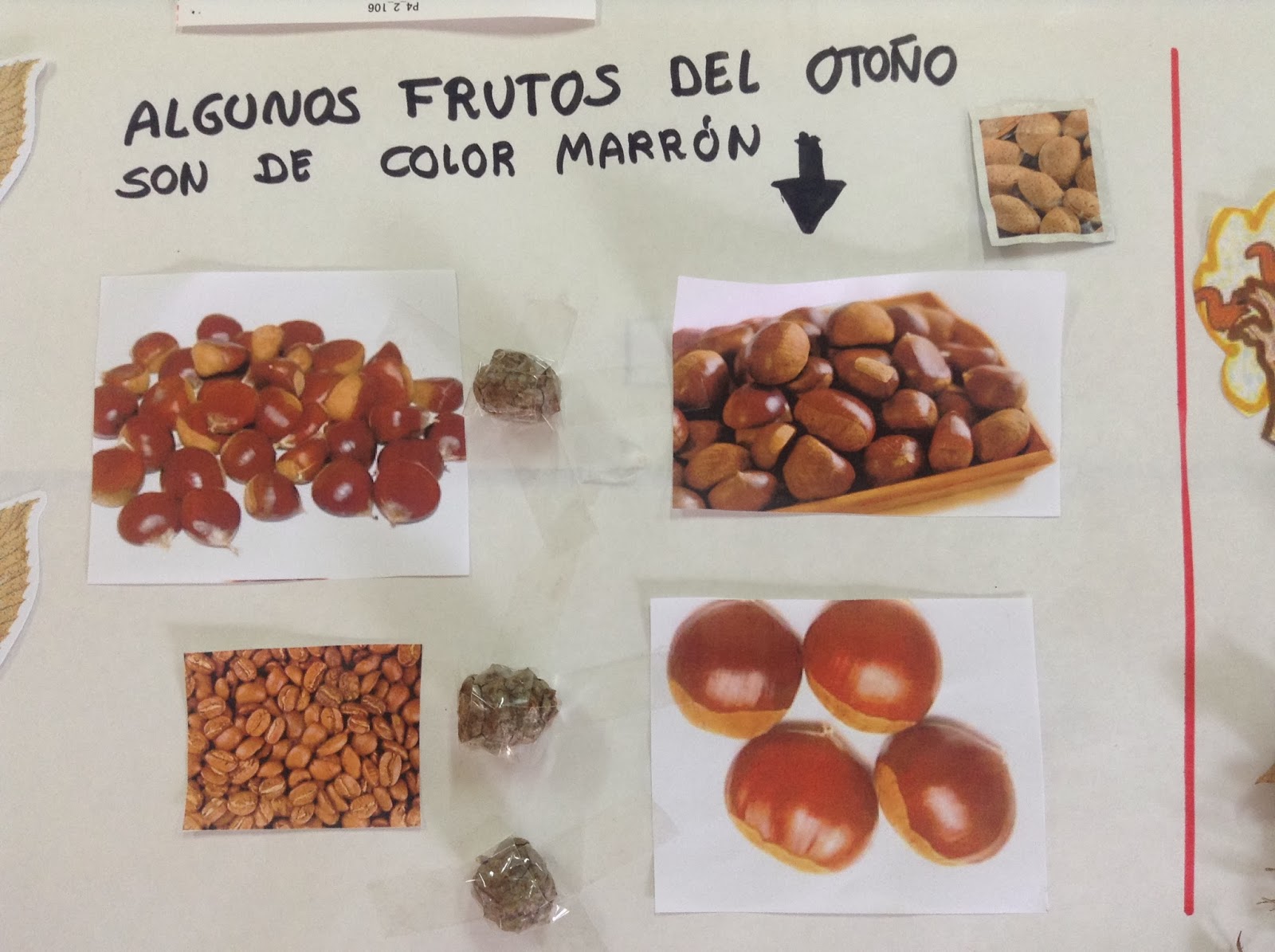 Mispeques: COLOR MARRON