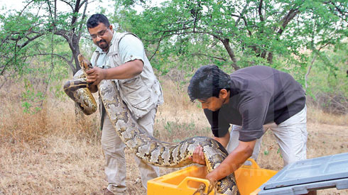 News in Srilanka: LARGEST INDIAN ROCK PYTHON FOUND IN MATALE
