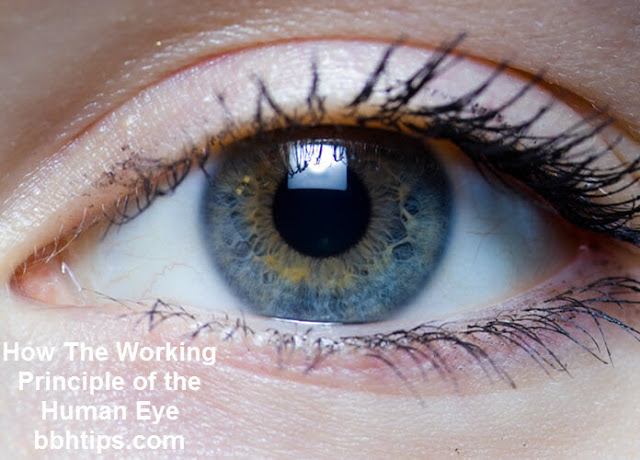 How The Working Principle of the Human Eye - Forever Tip
