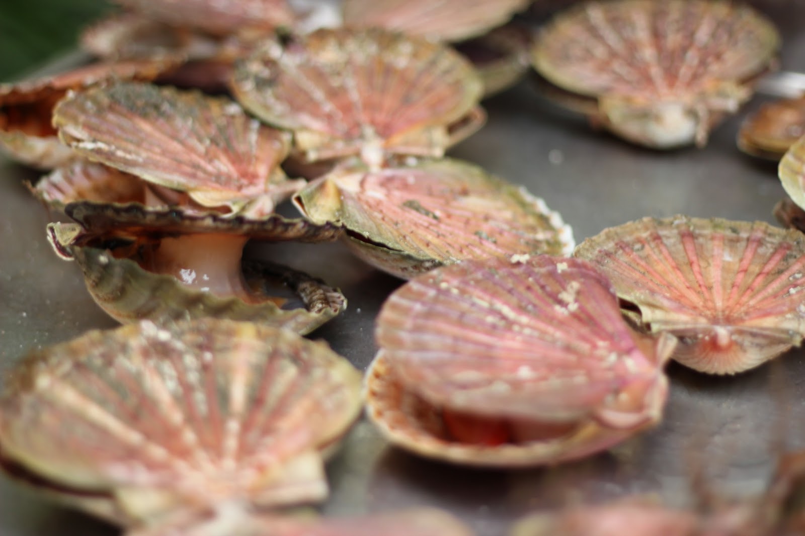 Cooking with Carina: How to shuck a scallop