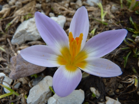 greece's flora: Crocus (Crocus sieberi)