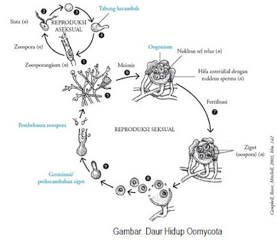 Ciri-ciri dan Klasifikasi Protista Menyerupai Jamur
