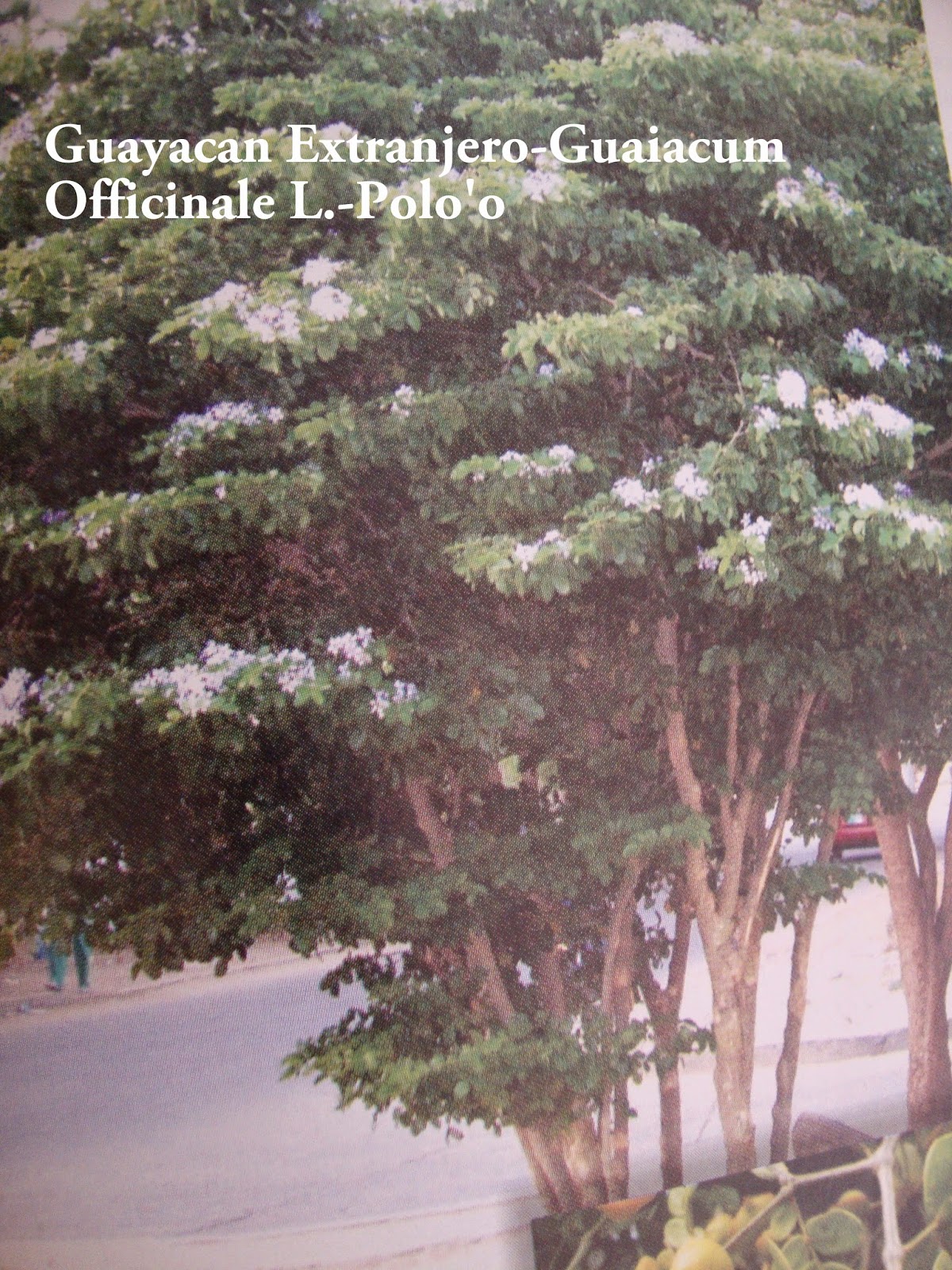 Herbario Digital De La Flora Guajira.: Farmacopea Guajira, Una de las ...