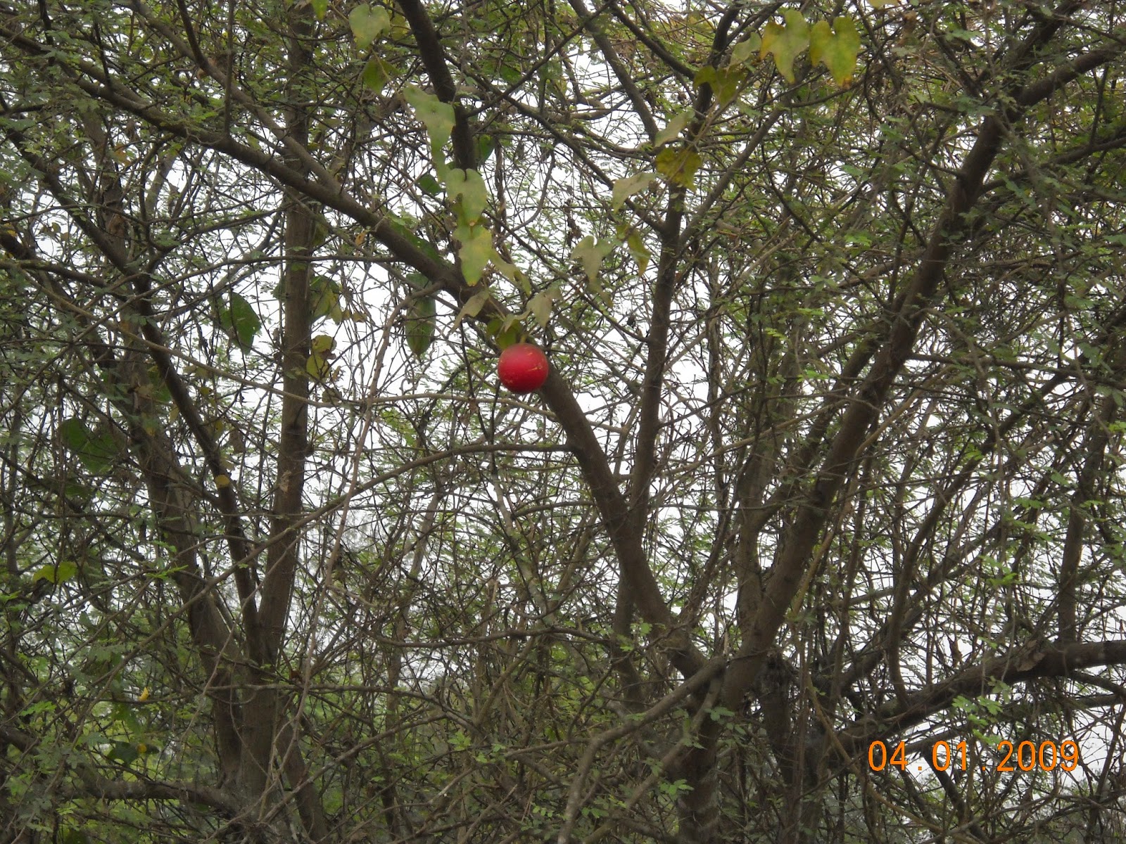 SIMILIPAL BIOSPHERE RESERVE, SANJEET KUMAR, PRAKASH KUMAR TRIPATHY ...