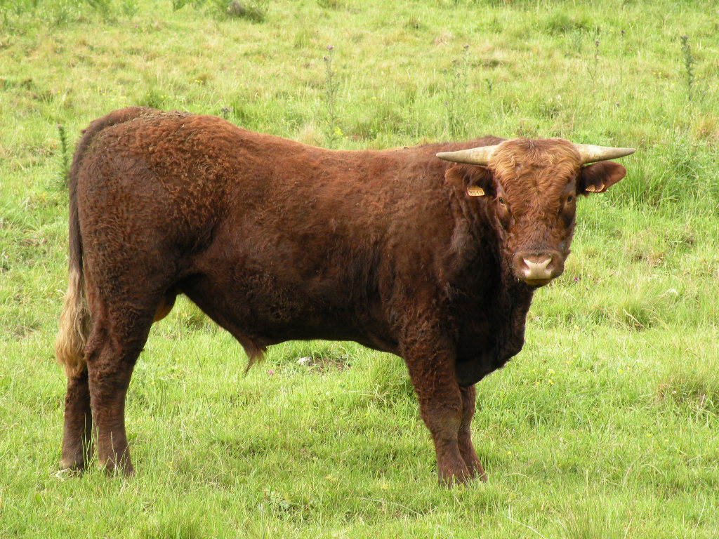 Vachement belles: Taurillon salers