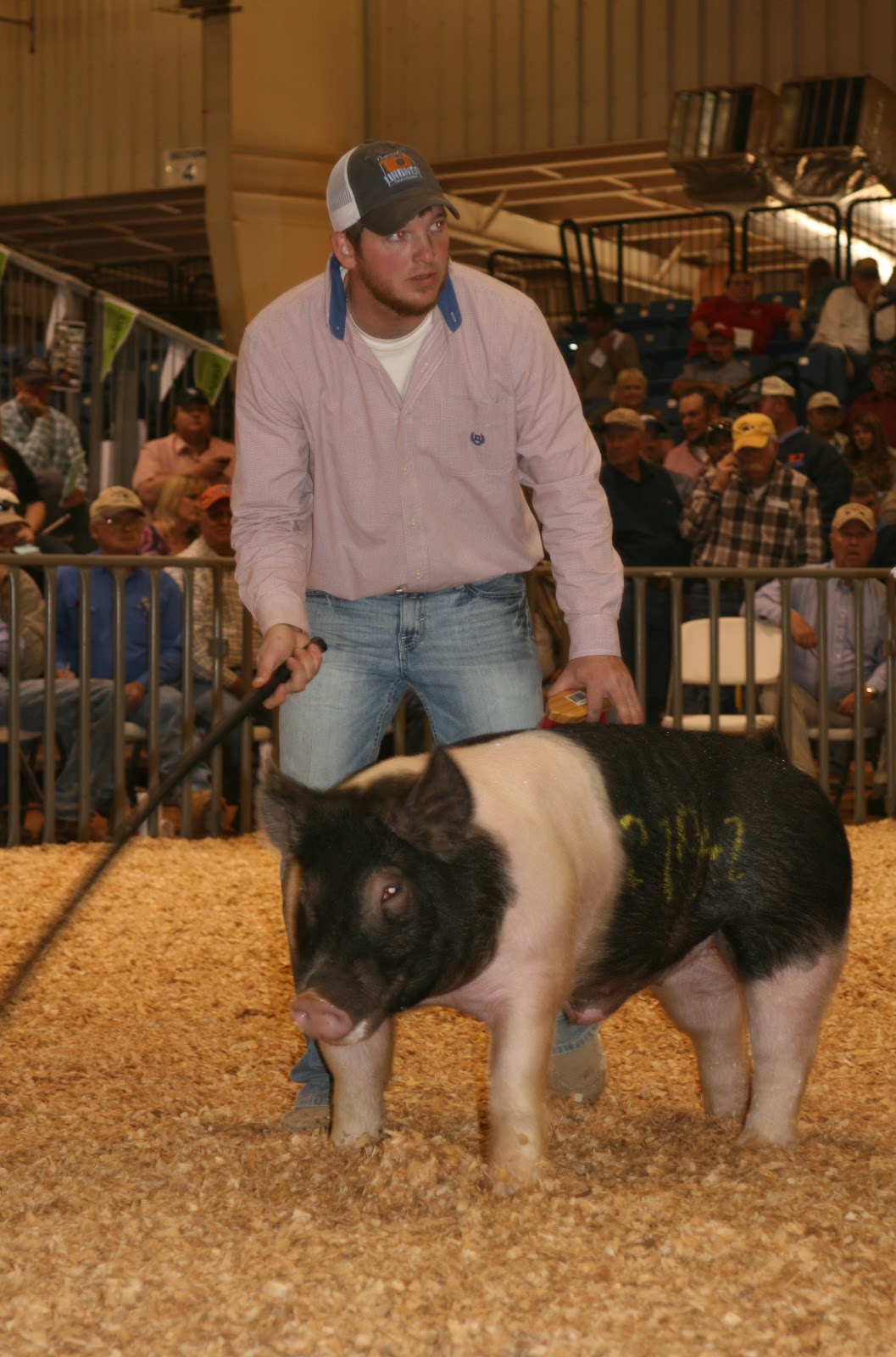 NSR Show & Sale Results: 2012 NSR Fall Classic Crossbred Boar Show Results