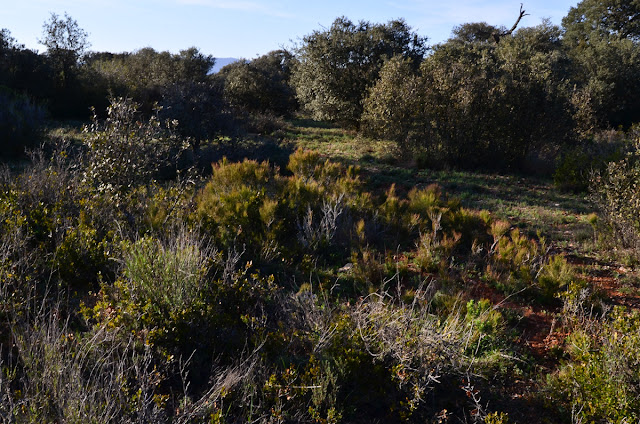 ALMANAQUE NATURAL: El Encinar Manchego Occidental