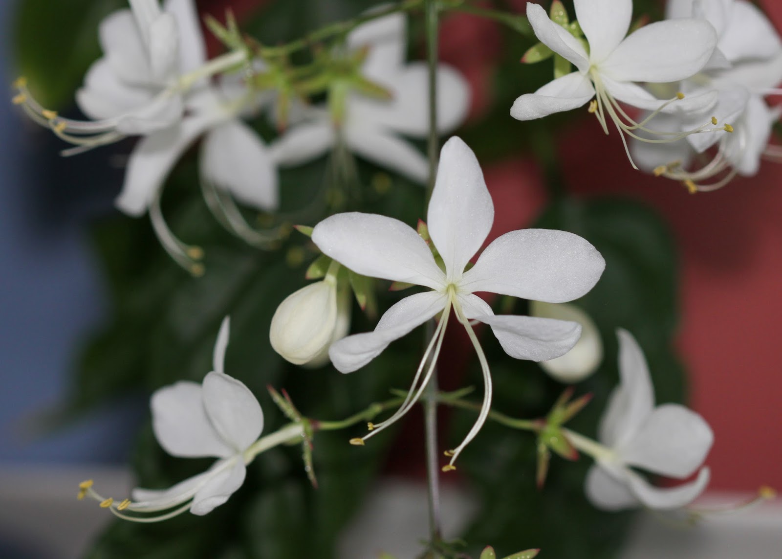 Red House Garden: Winter-blooming Chains of Glory a.k.a. the Lightbulb ...