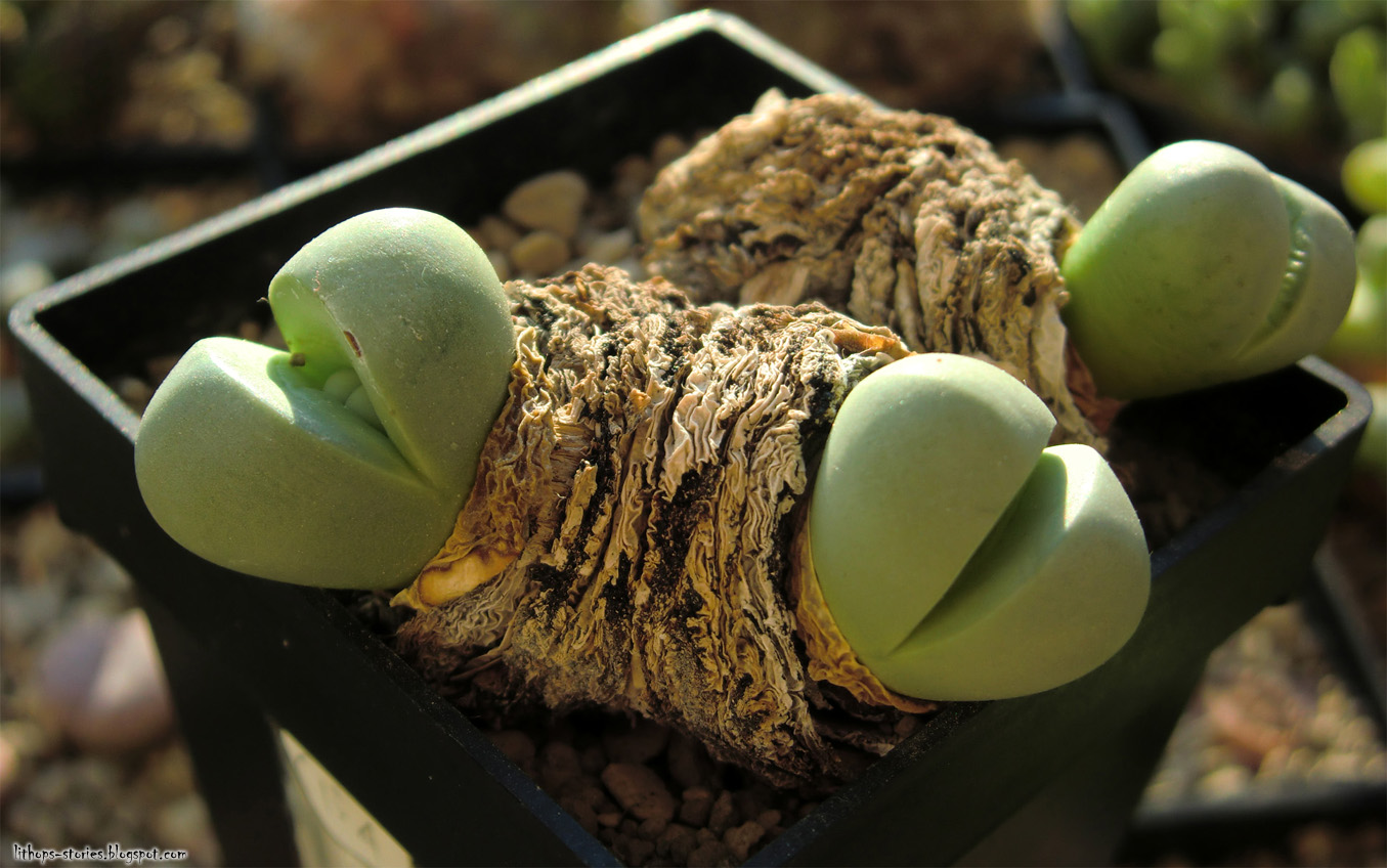 Lithops Stories: Argyroderma crateriforme, put on record (2 pics)
