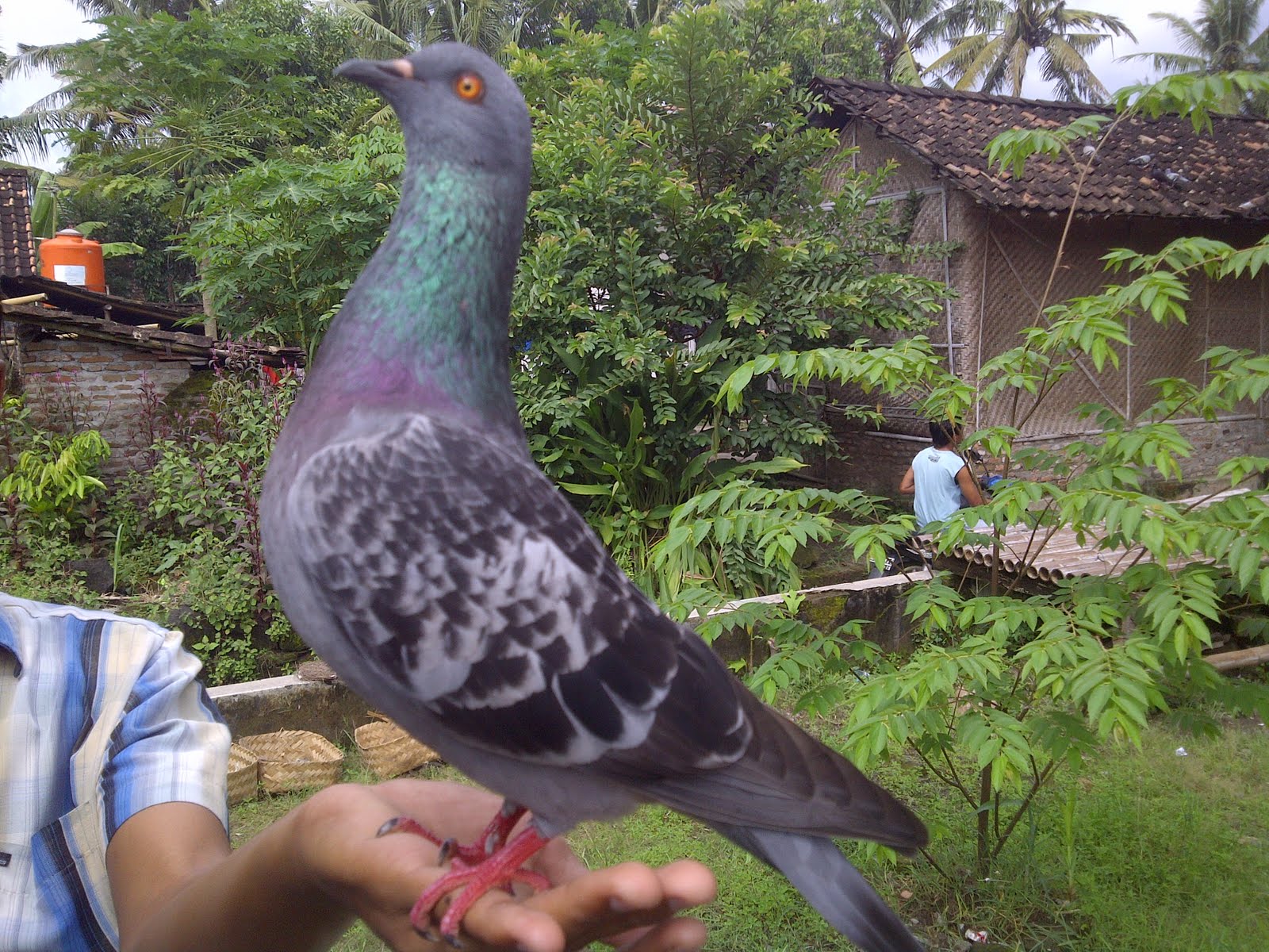 MERPATI TINGGIAN DAN KOLONGAN UNGGULAN