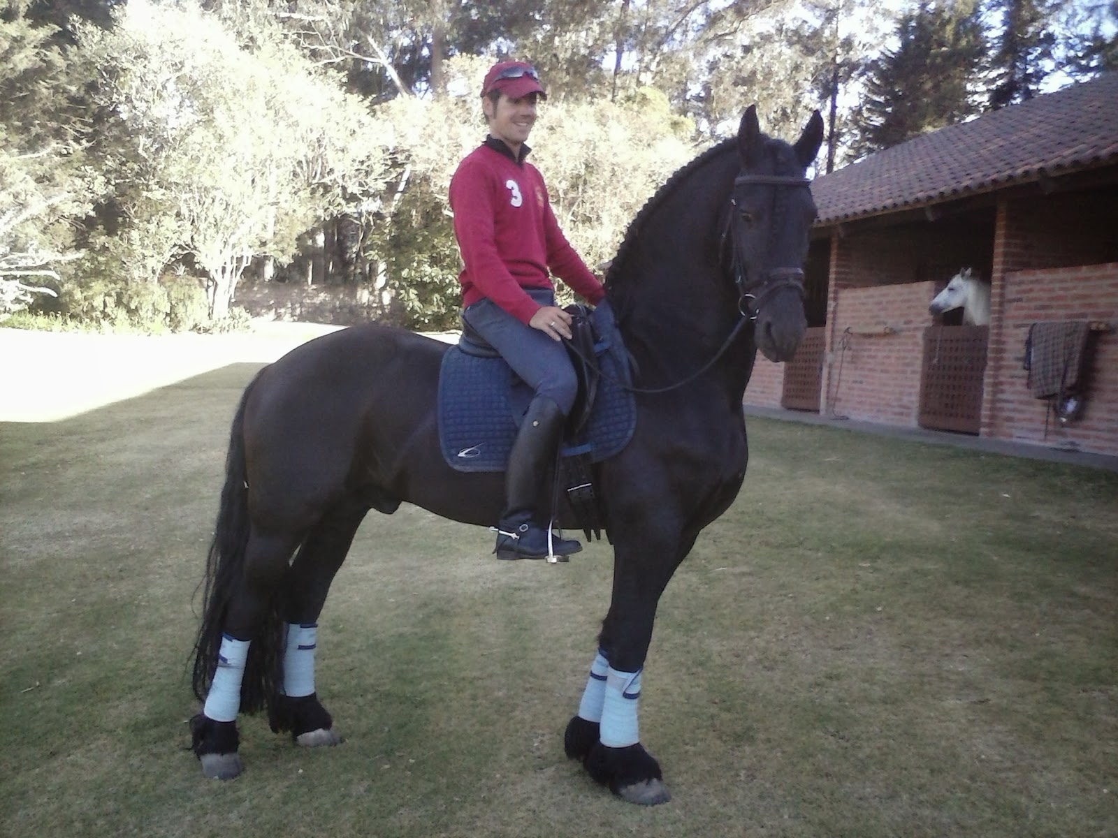La equitación y el mundo del caballo.: El caballo Frisón.