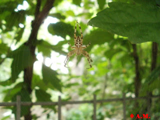 Viorica: Leapsha cu poza 117--Paianjenii cu cruce