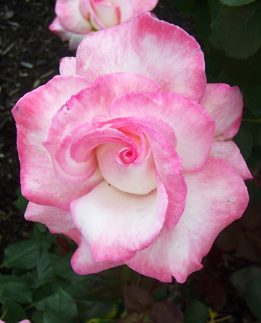 The 2 Minute Gardener: Photo - Hybrid Tea Rose 'Secret'
