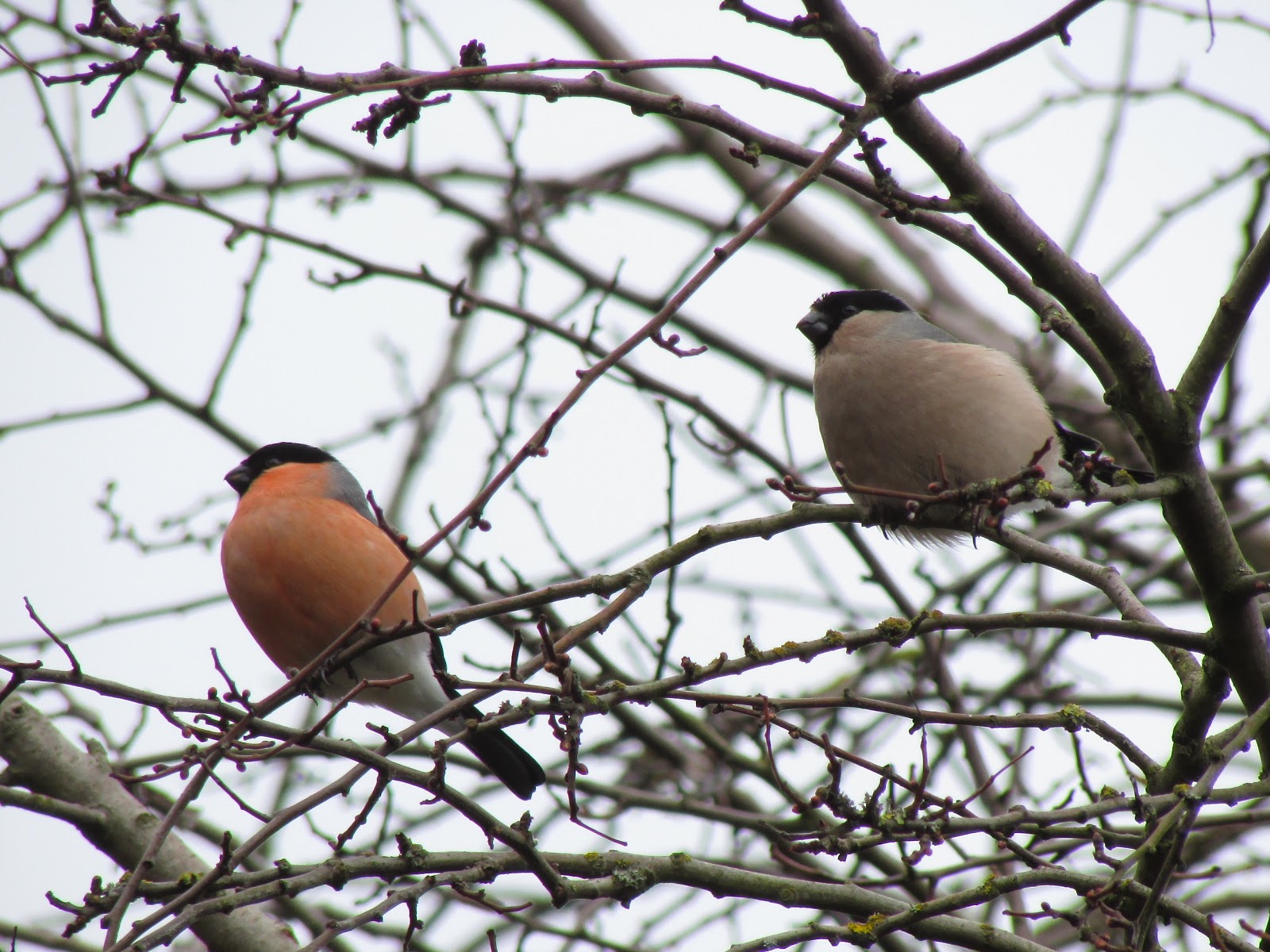 The Rattling Crow: A pair of bullfinches