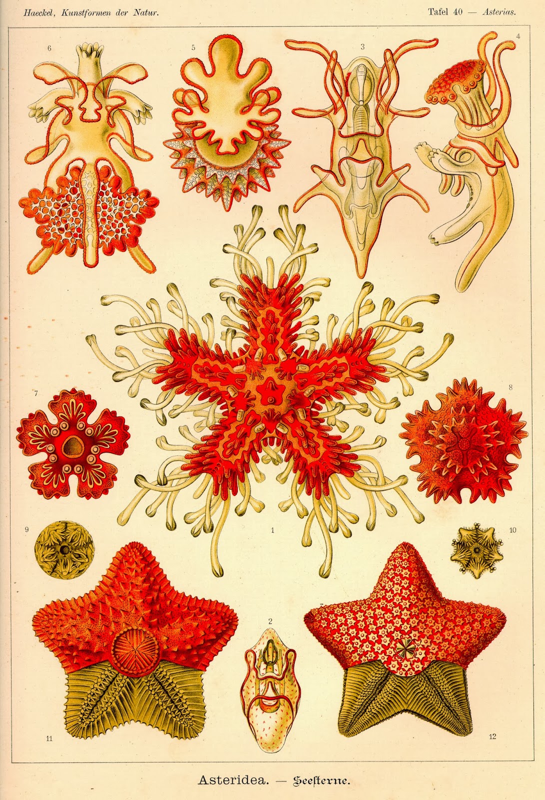 D e f i n e U s: Ernst Haeckel