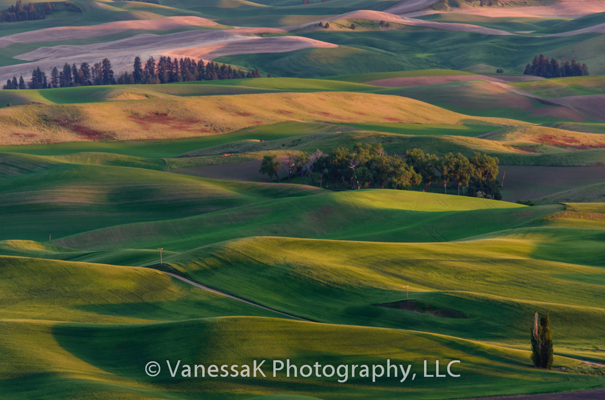 VanessaK: Palouse Patterns
