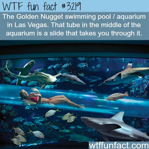 40 Interesting WTF Fun Facts | Amazing WTF Facts