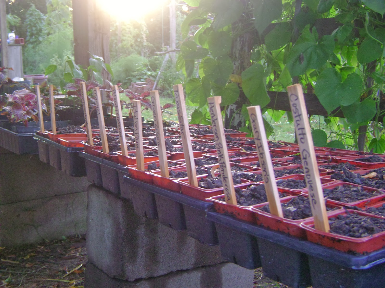 TSG: Seed Savers:The Quickie Seed Viability Test