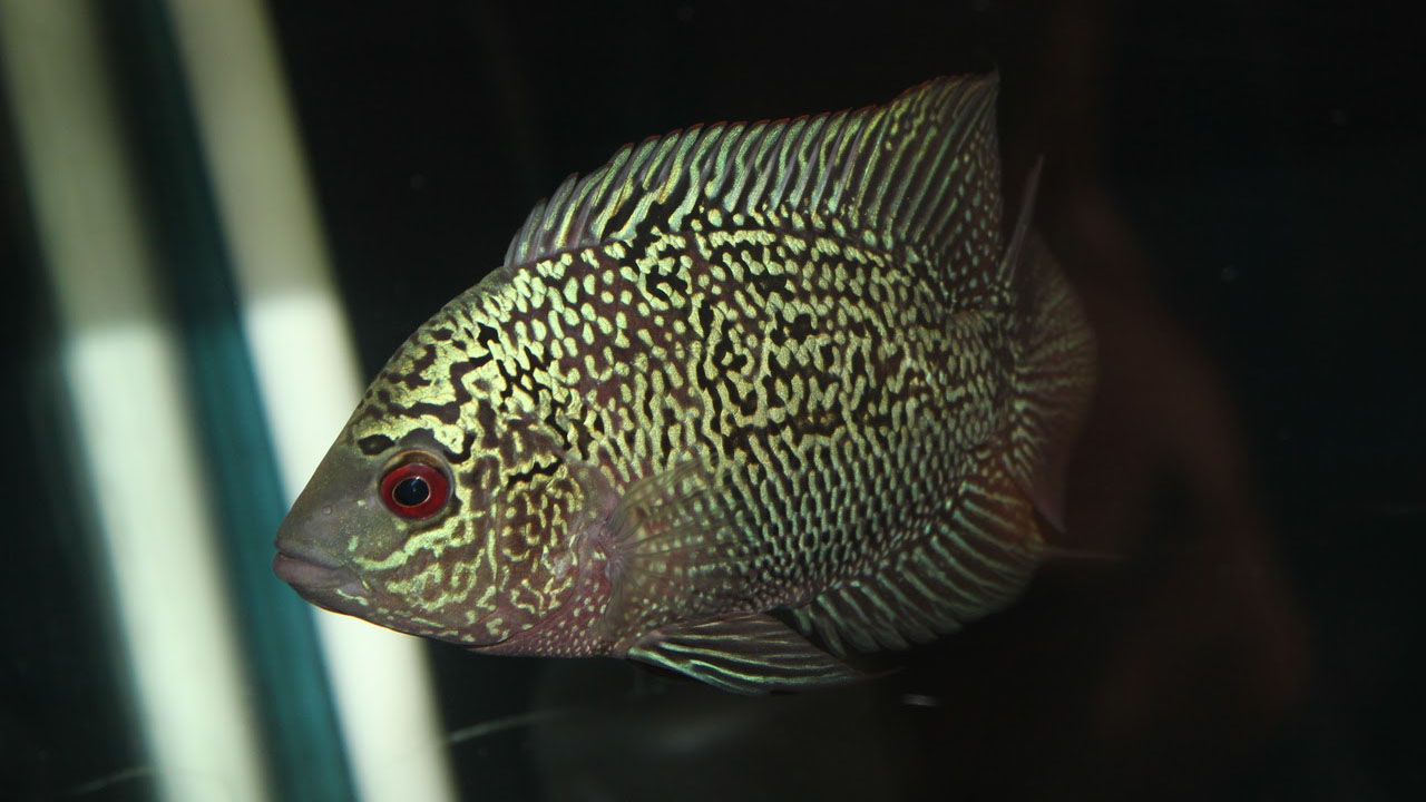 Flowerhorn The Hybrid Cichlids: King Kamfa Felame